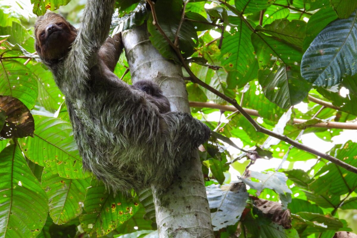 Sloth Tour La Fortuna – Join a Sloth Adventure